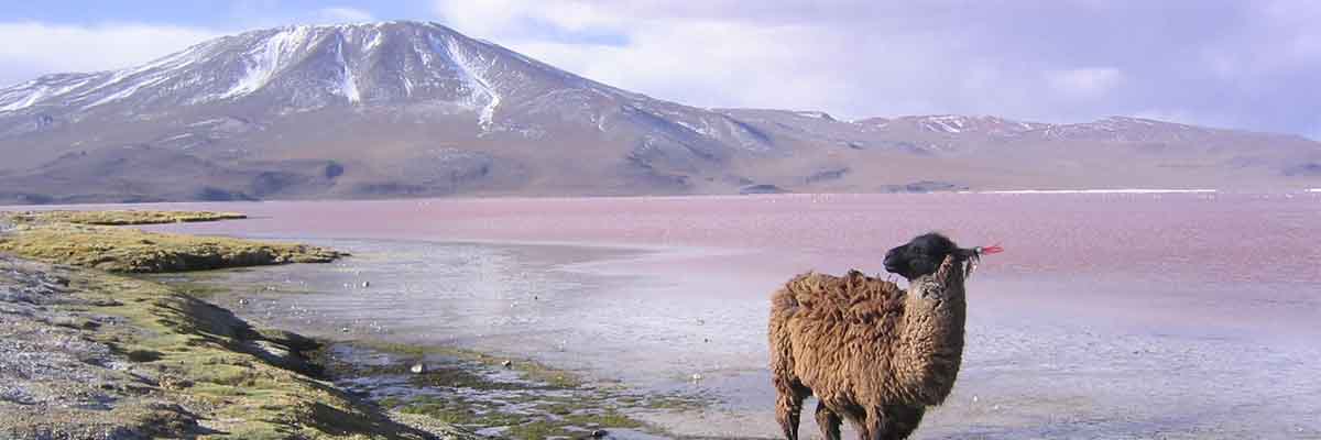 Bolivia el país que más crece en América Latina - Instituto Humanitas ...