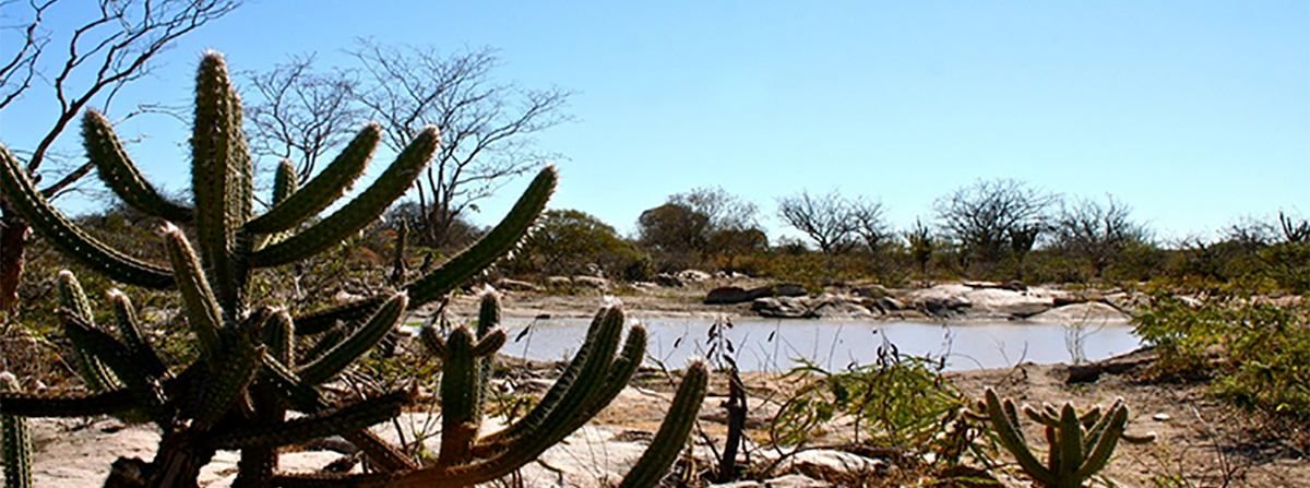 Salvar a água e o solo no nosso Semiárido - Instituto Humanitas ...