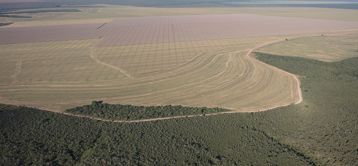 Relatório conecta gigantes do agronegócio ao desmatamento no Cerrado ...