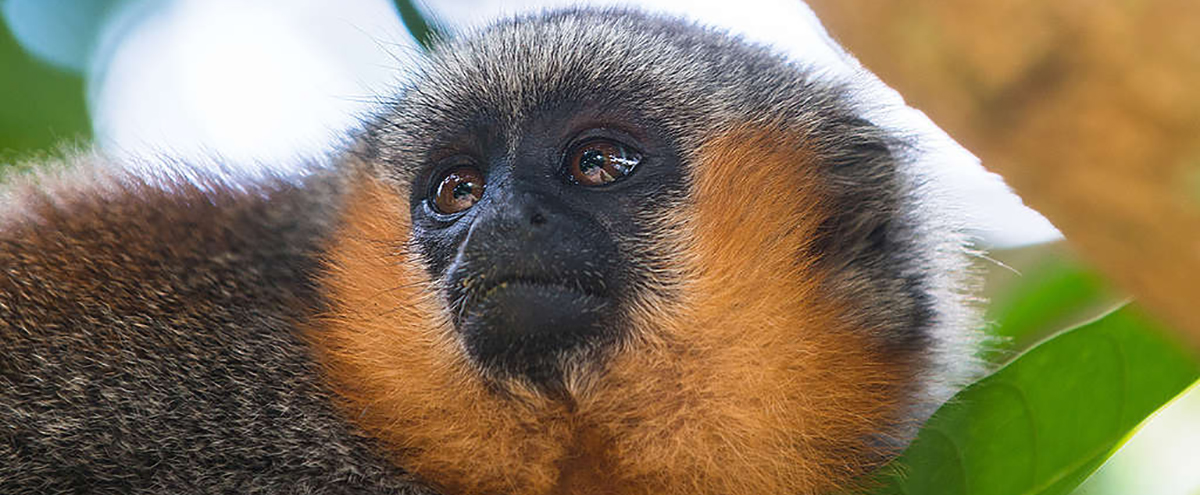 Espécie de macaco recém-descoberta já corre risco de extinção ...