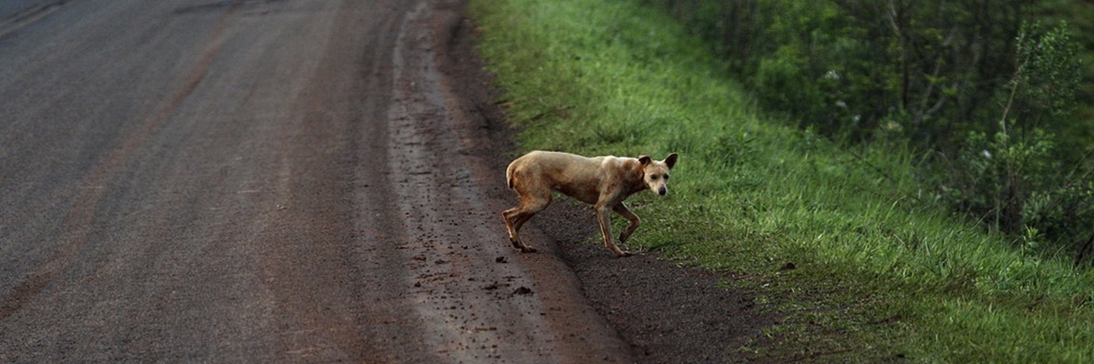 Um prêmio para a proteção de animais em estradas brasileiras ...