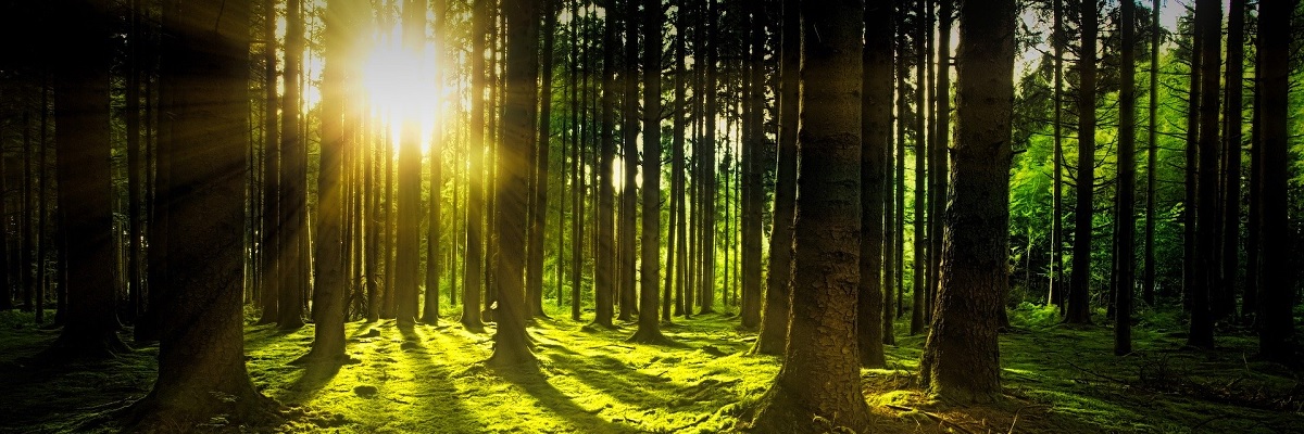 Do antropocentrismo ao biocentrismo - Instituto Humanitas Unisinos - IHU