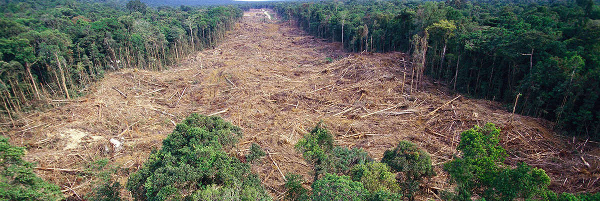Total da área desmatada na Amazônia em 2020 já é maior que cidade de ...
