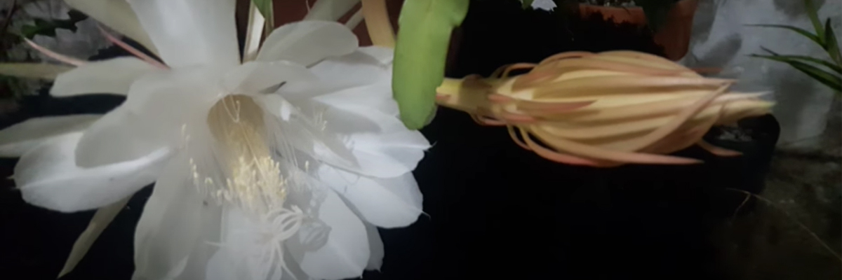 Mais de 200 mil pessoas assistem live com desabrochar da rara flor da ...