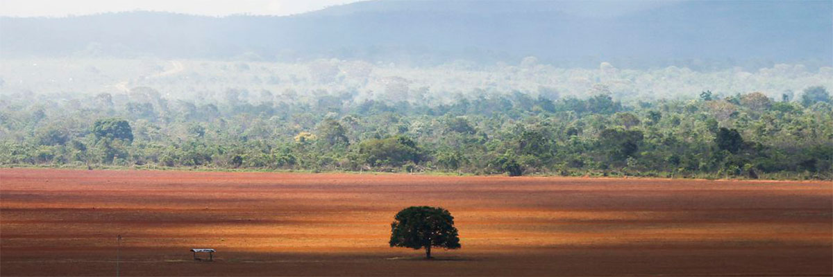 Histórias de luta e perseverança para manter o Cerrado vivo - Instituto ...