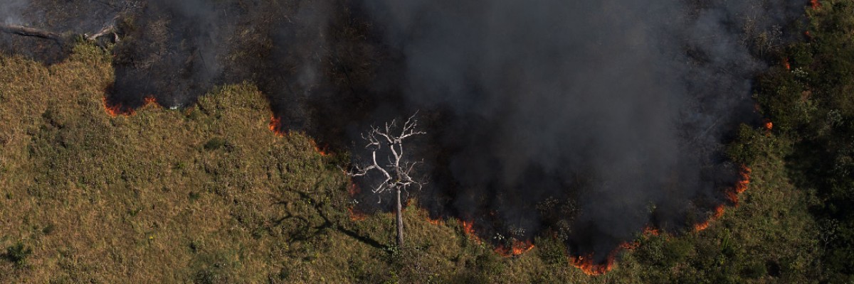 Secas extremas e queimadas causaram a morte de bilhões de árvores na ...