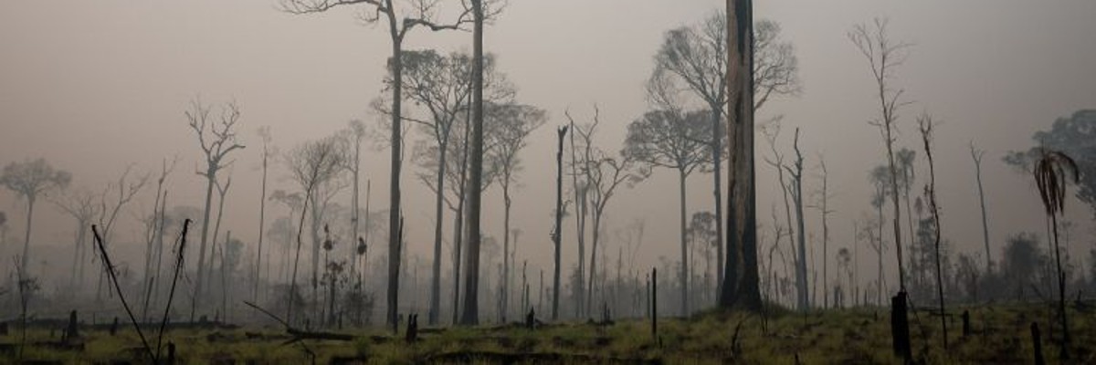 Incêndios florestais e queimadas já impactaram 95% das espécies da ...