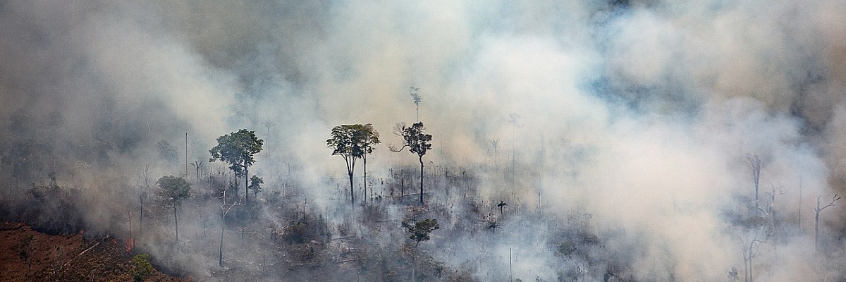 Incêndios florestais devastam o solo e aquecem o planeta - Instituto ...