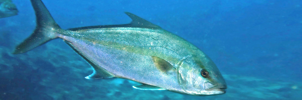 Menos mariscos, mais peixes-lírio. O mar mais quente muda nossa ...