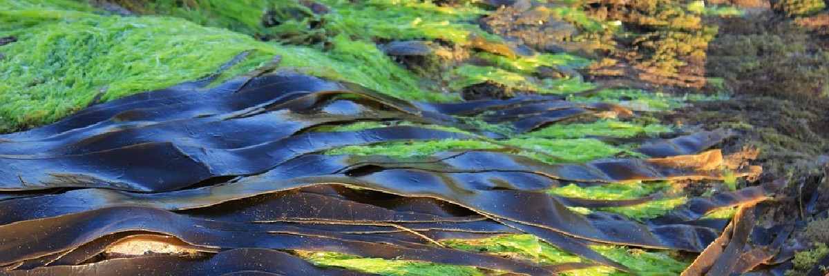 Nutrição e sustentabilidade com alimentos à base de algas - Instituto ...