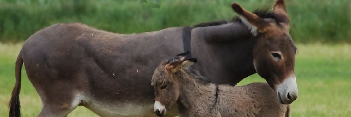 #o burro. Artigo de Gianfranco Ravasi - Instituto Humanitas Unisinos - IHU