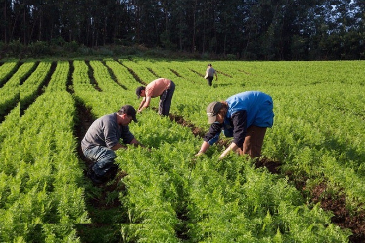 Discussão sobre a política de produção de alimentos. Artigo de Jean ...