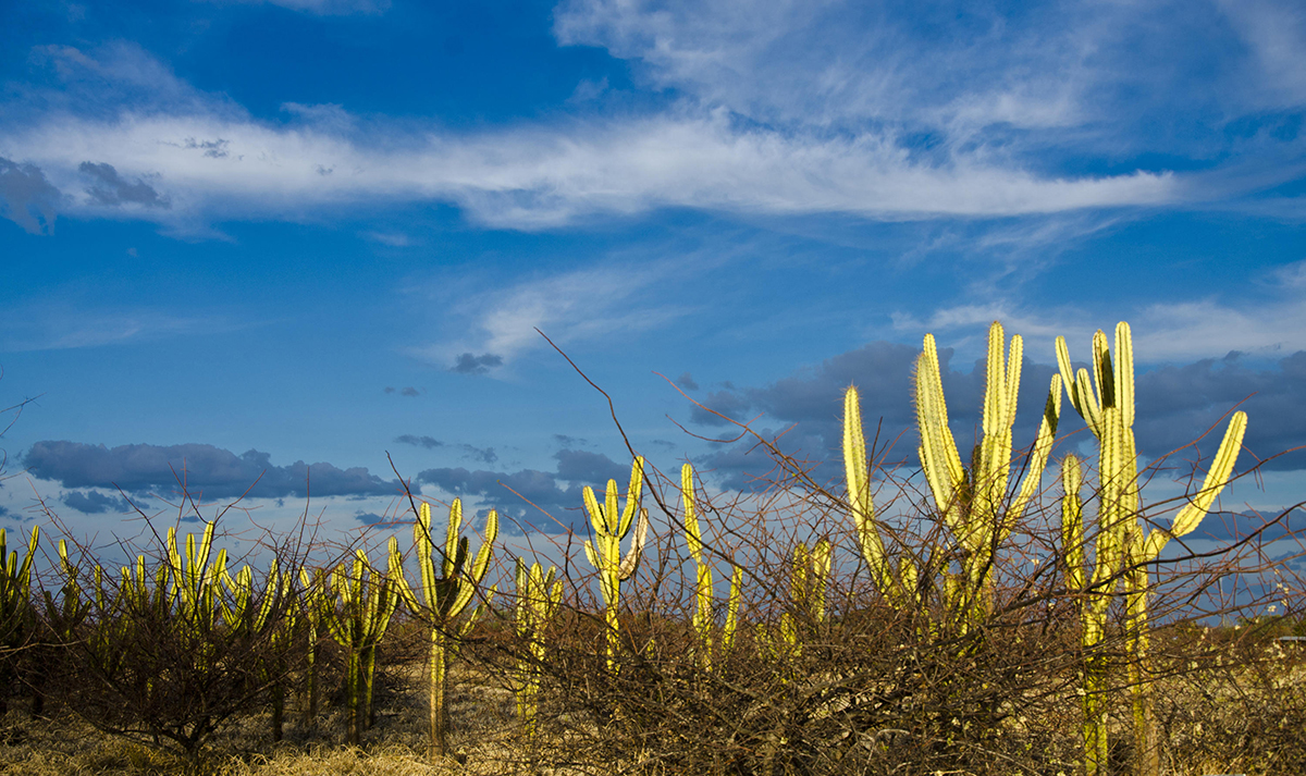 Qual a perspectiva para o Semiárido no governo Lula? - Instituto ...