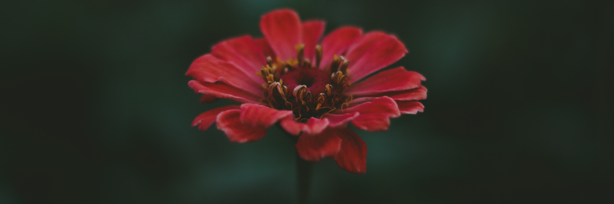 Líderes religiosos “fora de sintonia com os rebanhos” na morte ...