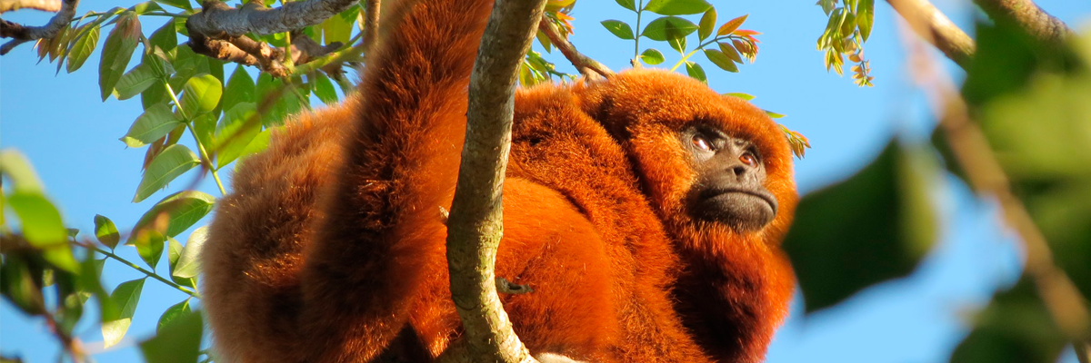 Bugios voltam para Florianópolis após mais de dois séculos - Instituto ...