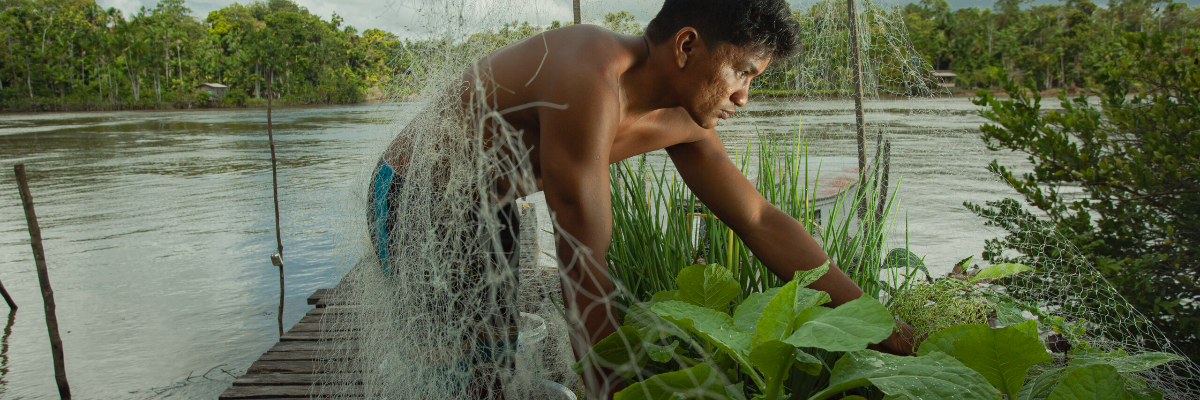 Agroflorestas modernas, história milenar das populações, plantas e fogo ...