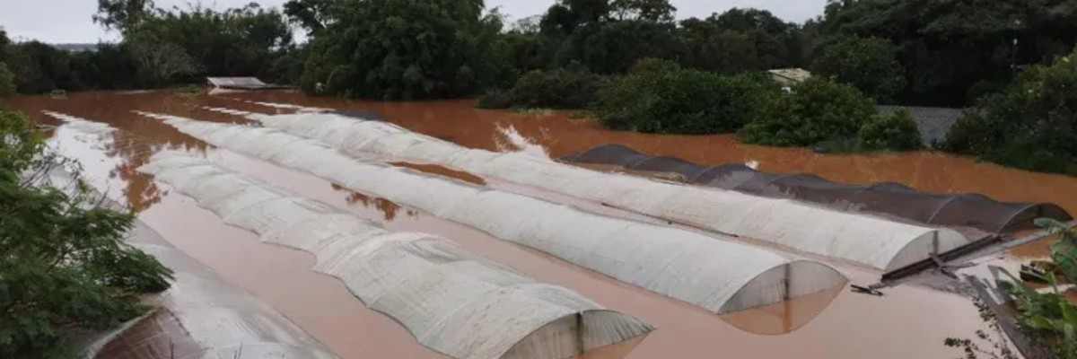 Enchente no Sul arrasa lavouras de arroz orgânico do MST - Instituto ...