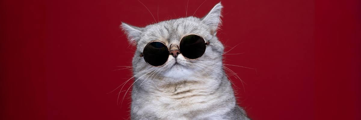 Todos os segredos sobre a inteligência do gato. Artigo de Roberto ...