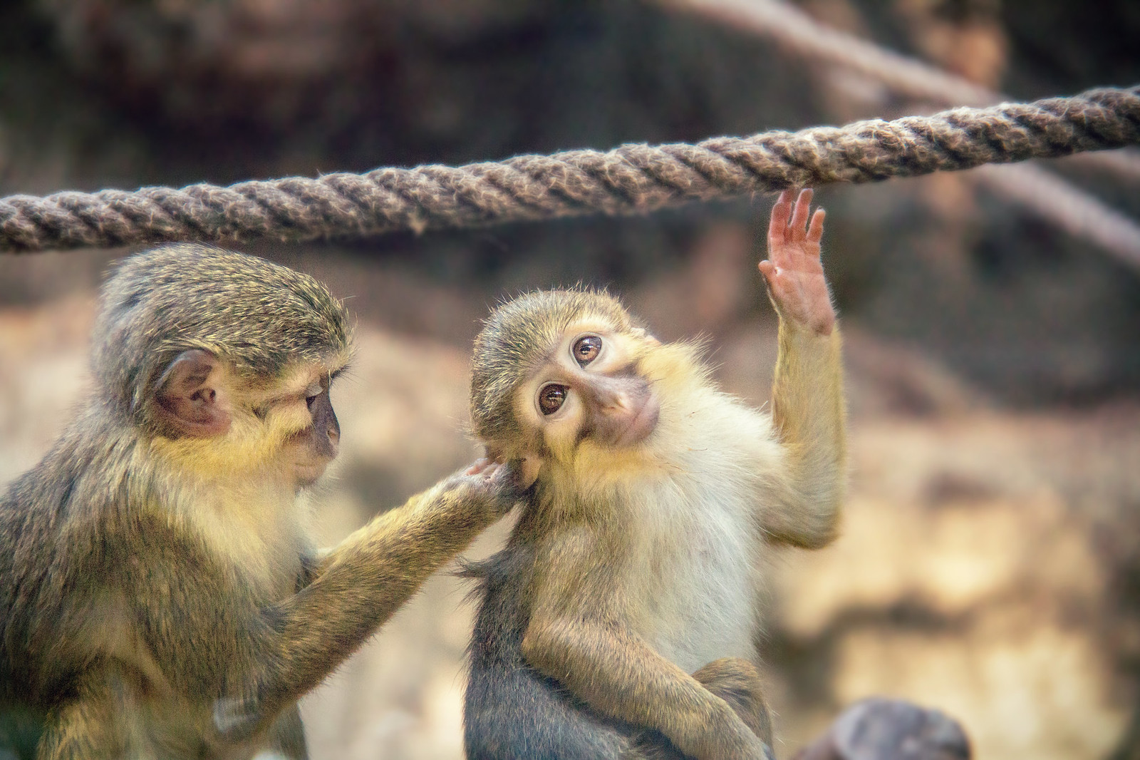 Juntando os cacos da Mata Atlântica no Rio de Janeiro - Instituto ...