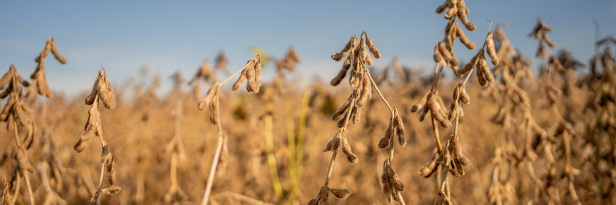 Clima extremo já causou perdas de R$ 6,7 bilhões ao agro neste ano ...