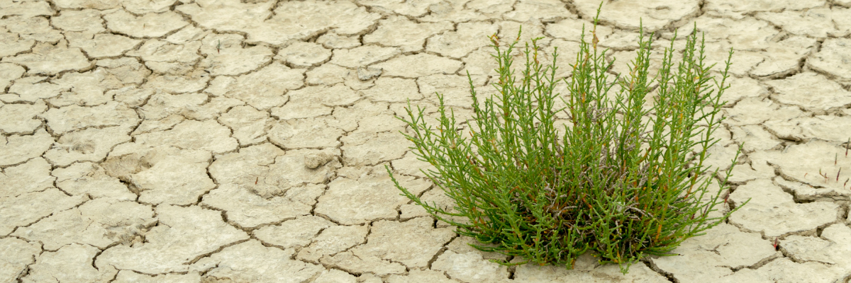 É crucial iniciar o processo de adaptação antes que eventos climáticos ...