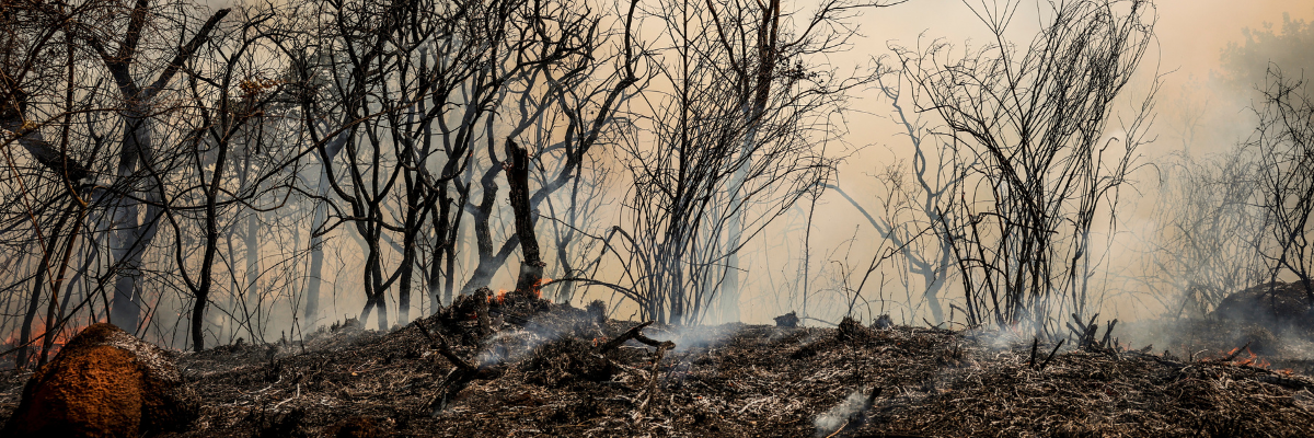 Estudo do IPAM reforça hipótese do “Dia do Fogo” em São Paulo ...