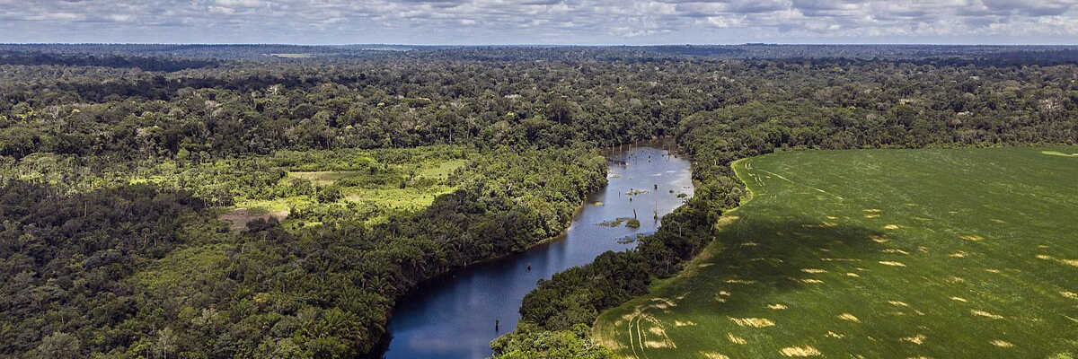 Manaus: todas as formas de vida importam, mas quem se importa? Artigo ...