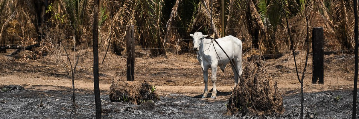 UE cede a lobby do agro, adia lei antidesmate e põe o próprio legado em ...