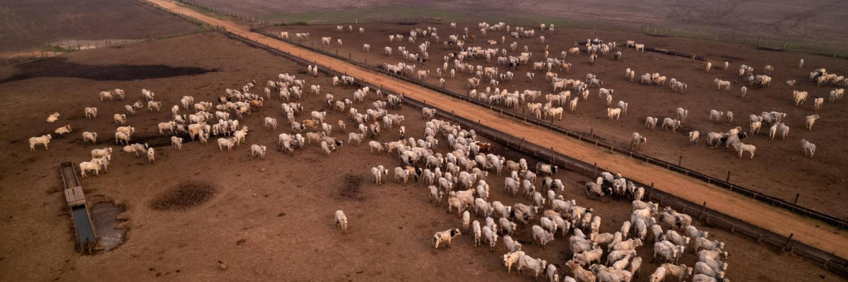 Ministério do Meio Ambiente diz que agro ‘nega a realidade’ e deveria ...