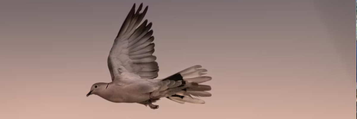 Liberdade religiosa: o direito humano silencioso. Artigo de Christof ...