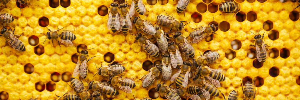 O capitalismo adora a competição, mas a natureza tem outras ideias ...