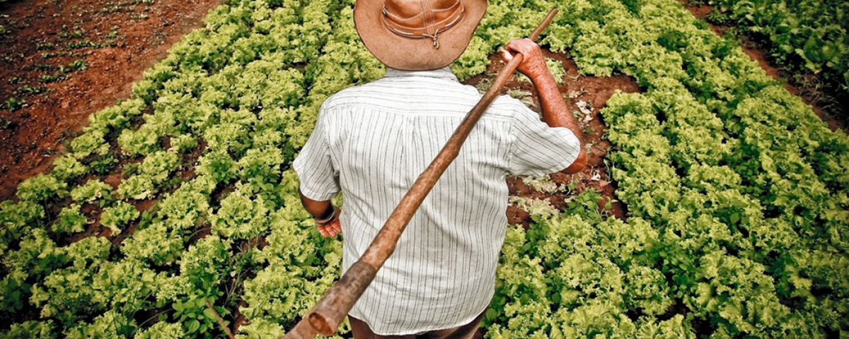 Reforma agrária, o censo agropecuário de 2017 e os presidenciáveis ...